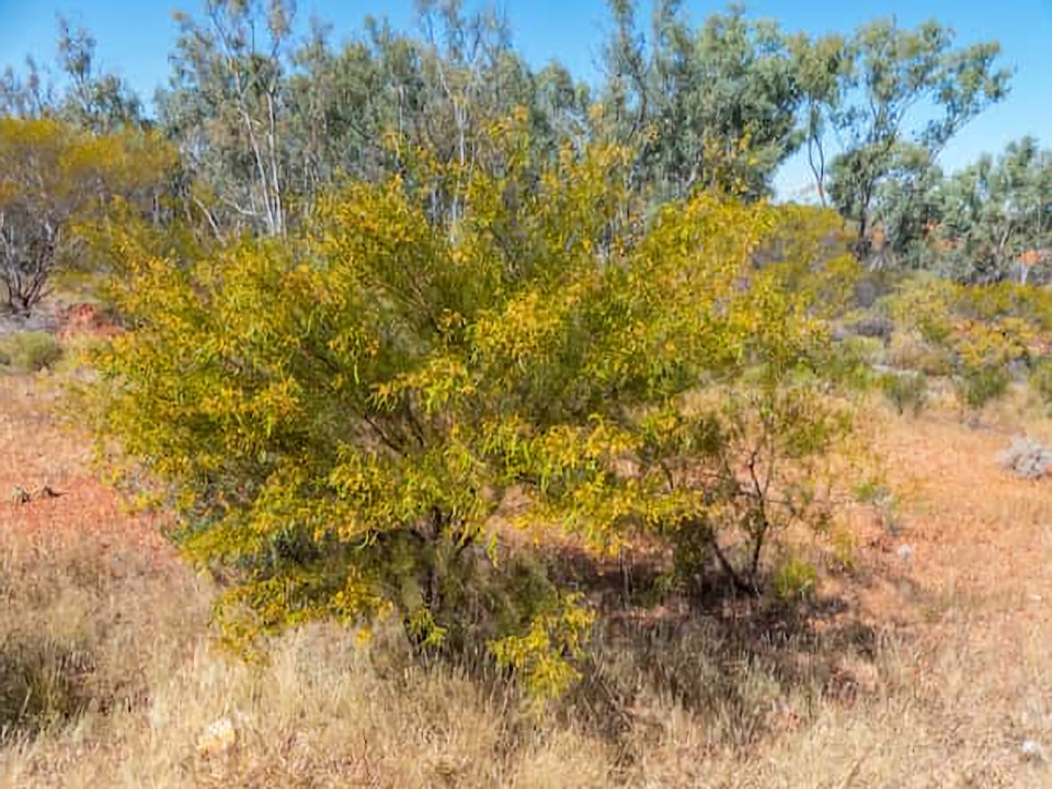 Wattleseed (Anti-inflammatory & digestion) – Bush Food Australia