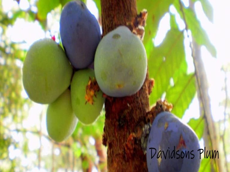 Davidsons Plum (high antioxidant & vitamin C content) – Bush Food Australia