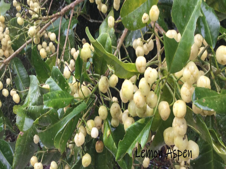 Lemon Aspen (colds & flu) – Bush Food Australia