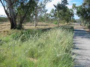 Native Lemon Grass (as good as aspirin) – Bush Food Australia
