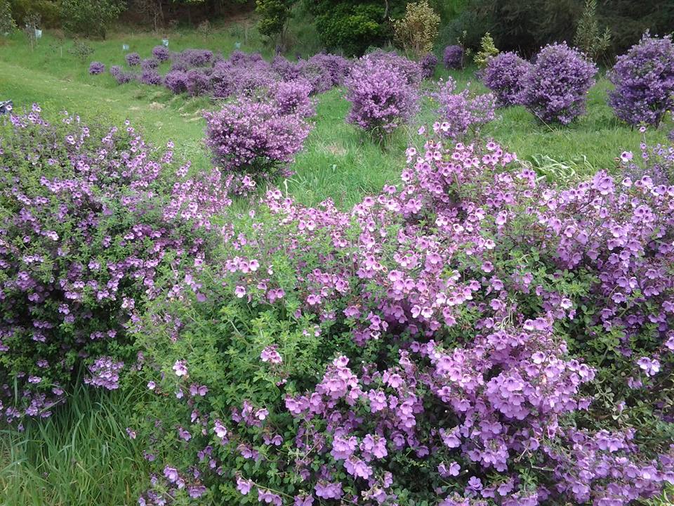 Native Thyme (Indigestion, gas & bloating) – Bush Food Australia