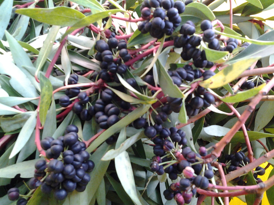 Pepperberry (Anti-inflammatory) – Bush Food Australia