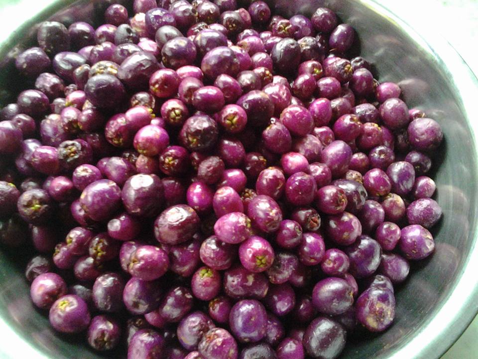 Riberry Lilli pilli (Immune Support) – Bush Food Australia