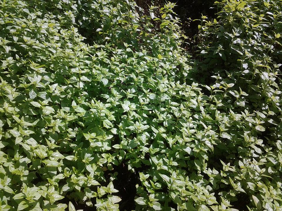 River Mint (Cold & Flu Relief) – Bush Food Australia