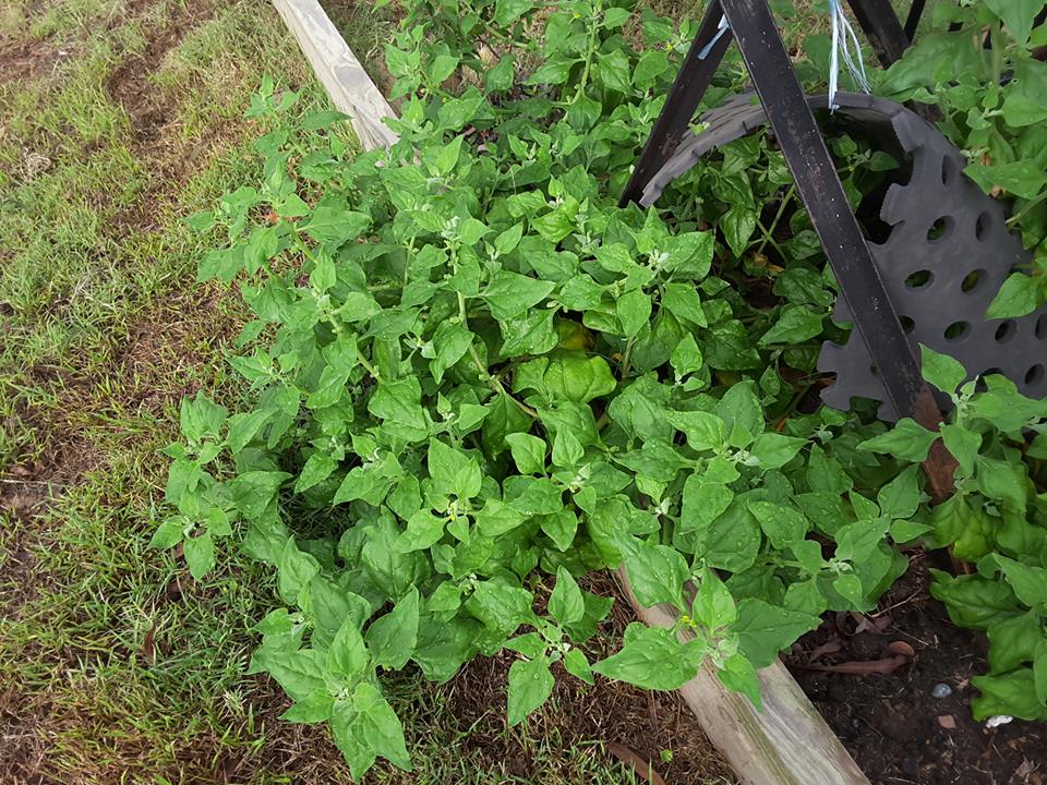 Warrigal Greens (Vitamins A, B1, B2, and C ) – Bush Food Australia