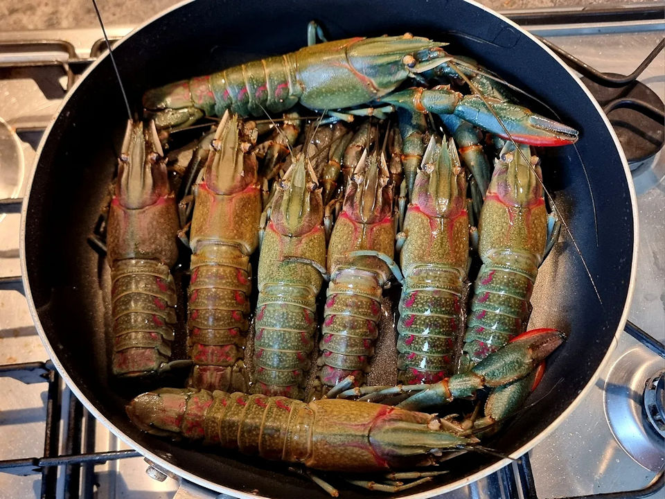 Yabbies (freshwater crayfish) – Bush Food Australia